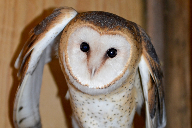 Owl – LA County Library